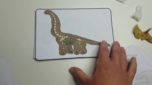 Dinosaur Fossil Matching: for Montessori or Science Centers | TPT