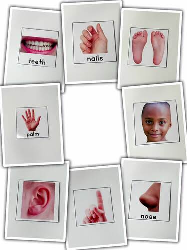 Body Parts Flashcards Vocabulary Picture Cards Speech Therapy Autism ...