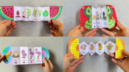 life cycle of a penguin foldable kids’ craft activity, penguin life ...