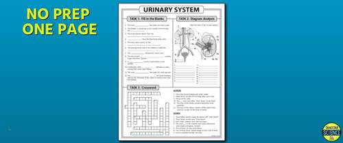 Urinary System Review Worksheet / Test Prep | Print & Google Slides Options
