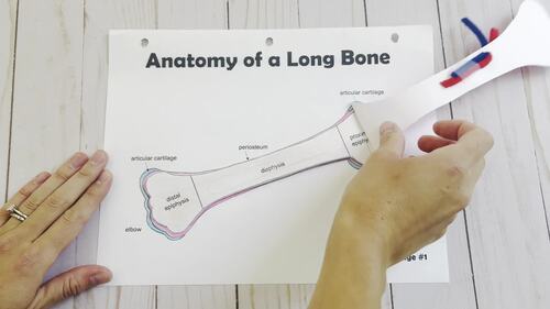 Build-A-Bone: Anatomy of a Long Bone Model Activity | Skeletal System