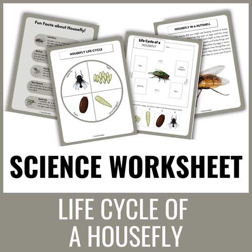 Life Cycle of a Housefly Worksheet - Insect Science Unit Study With Fun ...