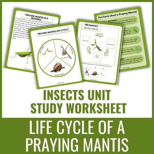 Life Cycle of a Praying Mantis | Insects Unit Study With Fun Facts!
