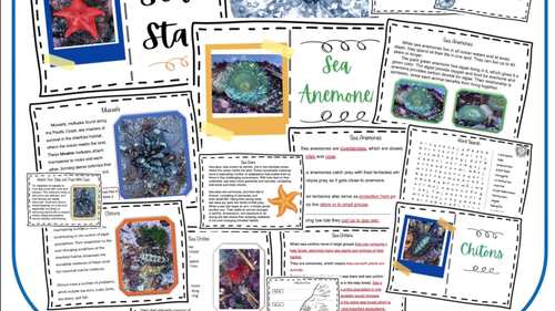 Tide Pools Marine Biology Ocean Science by Mrs Lena | TPT