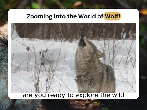 NO PREP All About Wolves Presentation, Wild Wolf Animal Adventure 3rd ...