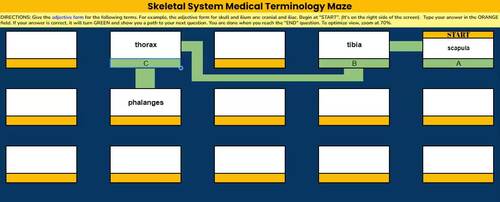 Skeletal System Medical Terminology Digital and Print Maze Activity