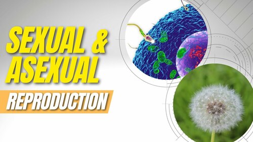 Sexual & Asexual Reproduction | Offspring, Genetic Material & Parents