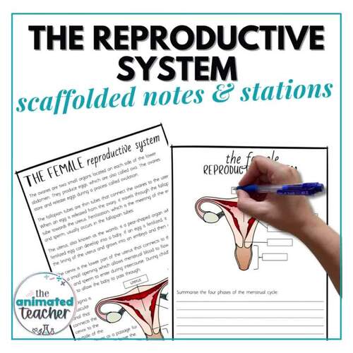 The Reproductive System Worksheets, Diagram Labelling and Stations with ...