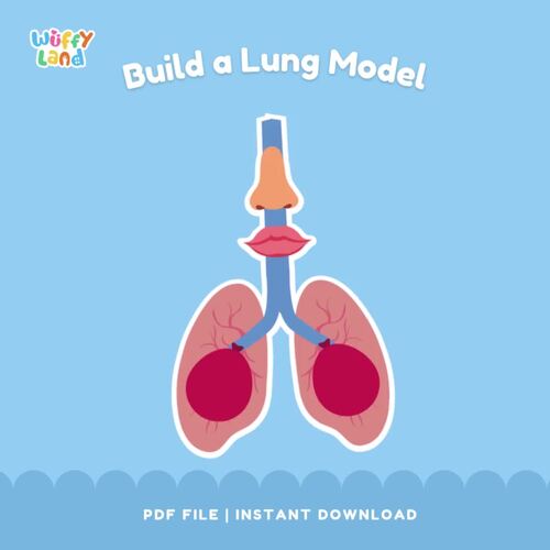 Lung Model Craft - Human Body Science Activity Cut & Paste Anatomy for Kids