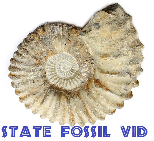 State Fossil Quiz #3 by Drew Nowlin | TPT