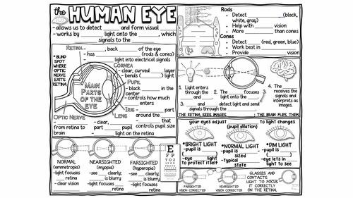 Human Eye Doodle Notes & Quiz | Vision, Retina, Pupil, Light and Anatomy
