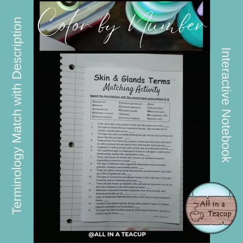 Integumentary: Skin & Glands Terms Foldable Match & Color by Number ...
