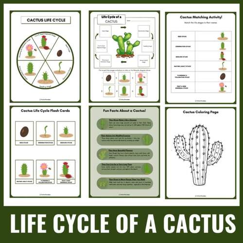 Life Cycle of a Cactus Worksheet | Plant Science Unit Study With Fun Facts