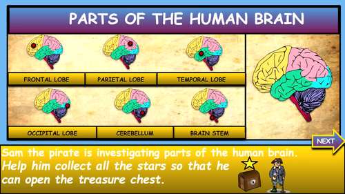 Parts of the Human Brain: Google Slides, Distance Learning + 2 Worksheets