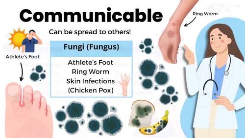 Disease Prevention Bundle by Mr. Brown's Health Class | TPT