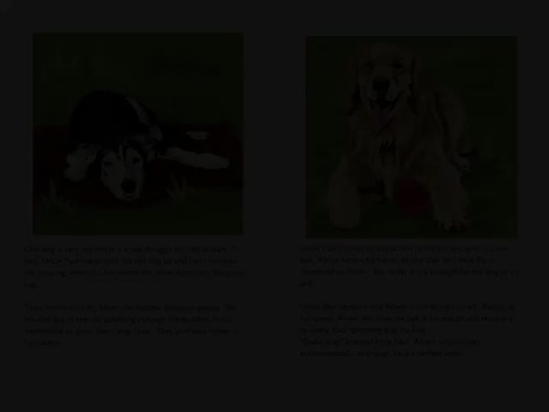 Close Reading Comprehension Resource Bundle (4-7 years) by Guinea Pig ...