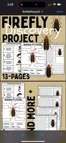 Firefly Life Cycle Activities | Insect Science Unit, Worksheets ...