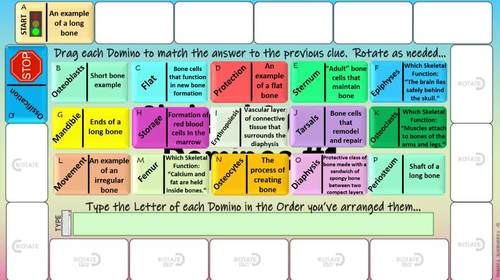 Skeletal System DIGITAL DOMINOS for Google Slides by Teamwork Toolbox
