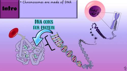 Chromosomes Interactive PowerPoint Slideshow + FREE Guided Notes