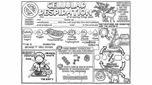 Cellular Respiration Doodle Notes & Quiz + PowerPoint | NGSS Life ...