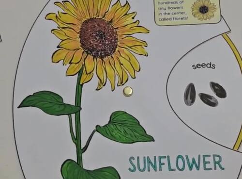 Sunflower Life Cycle Interactive Wheel Coloring, Sunflower Study Unit, Crafts