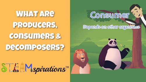 Ecosystems | What are Producers, Consumers & Decomposers? #sciencebytes