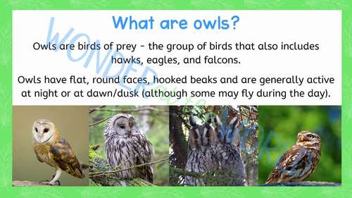 All about owls slide show PowerPoint presentation by Wonder at the World