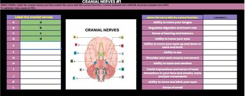 Cranial Nerves Digital Google Sheetsᵀᴹ and Print Activity | TPT