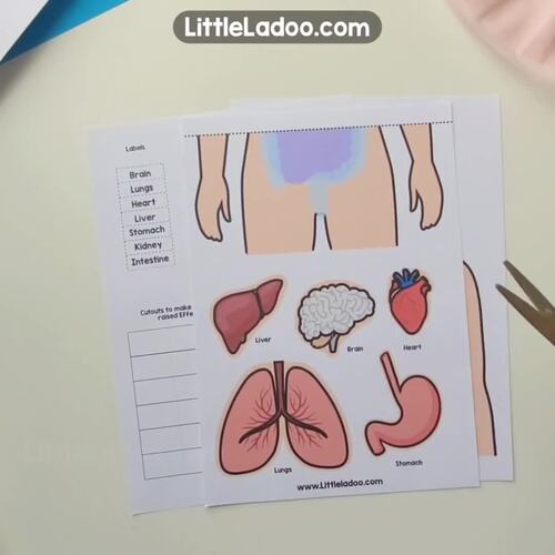Human Body Internal Organs Craft Printable by Little Ladoo | TPT