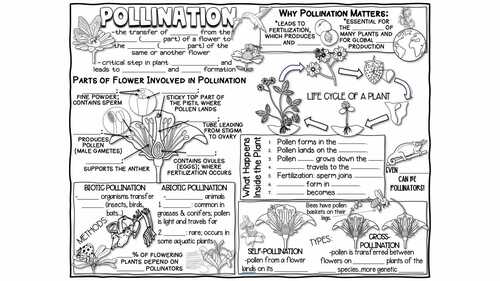 Pollination Doodle Notes & Quiz | Reproduction in Plants • Pollinators