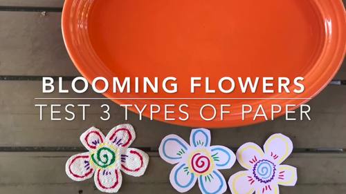 Blooming Flowers Experiment - Distance Learning by Sarah's STEM stuff