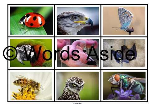 Spanish Vocabulary Photo Picture Flash Cards Preschool Autism SpEd Air ...