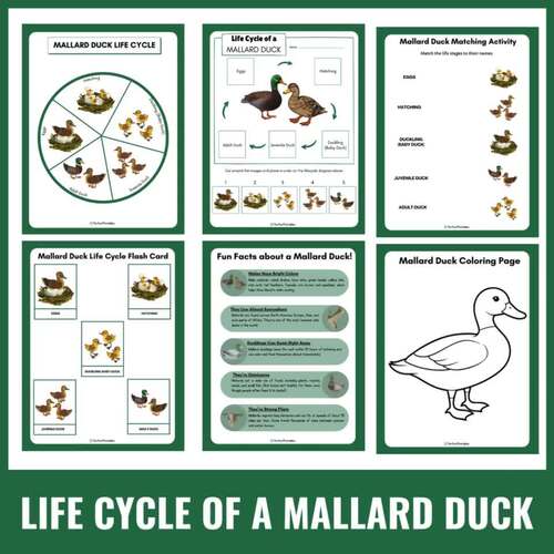 Life Cycle of a Mallard Duck | Birds Science unit study with fun facts!