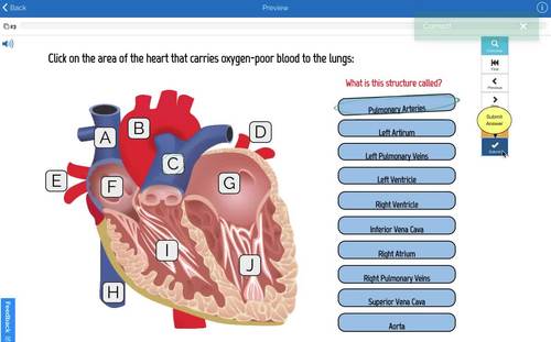 The Circulatory System BOOM Cards- Digital Interactive Task Cards