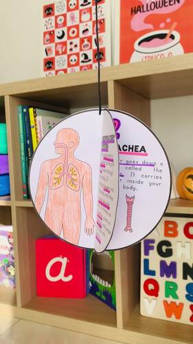 Respiratory System 3D Craft Activity | Science Craft Activity | Body ...