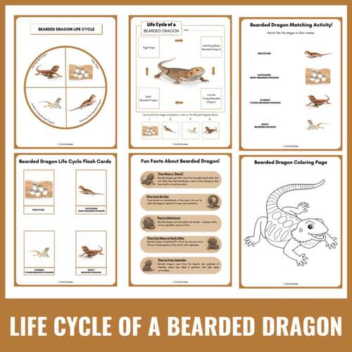 Bearded Dragon Life Cycle | Reptiles Science Unit Study With Fun Facts!
