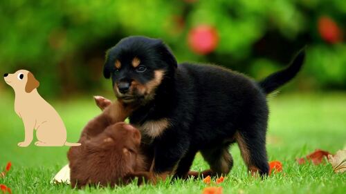 Dog Song for Kids – Fun & Educational Music Video with Real Dogs (1:45)