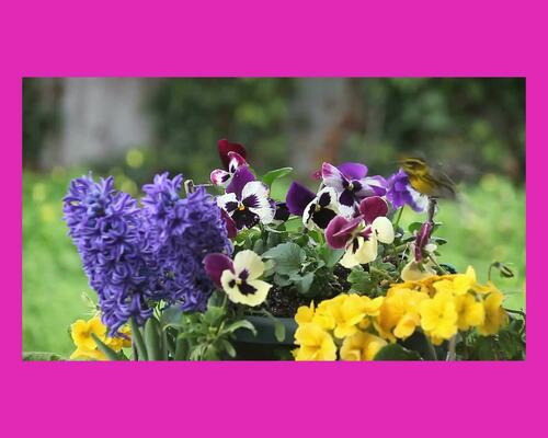 Spring Trivia Game | Gardening Trivia Game | Spring Icebreaker Game ...