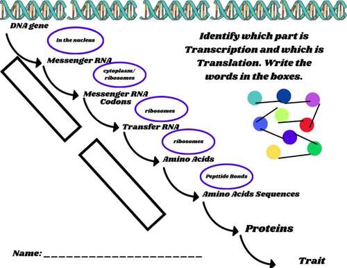 Gene to Trait: Protein Synthesis Flow Chart Worksheets and Assessments