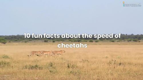 10 fun facts about the speed of cheetahs by SALINEE K | TPT