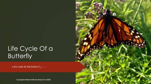 Life Cycle Of A Butterfly- Montessori Three Part Card Activity | TpT