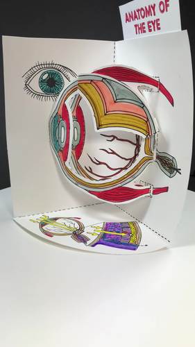 Eye Anatomy Model - 3D by NGS Magnified formerly Nitty Gritty Science