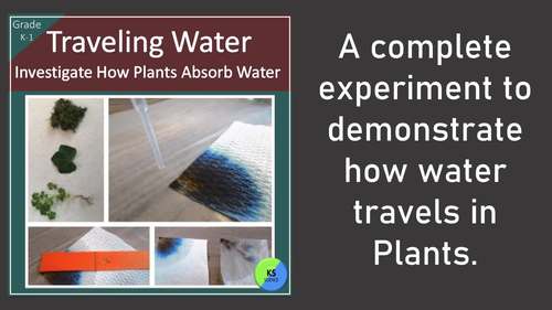 Traveling Water In Plants Experiment | Grade K 1 Science Activity
