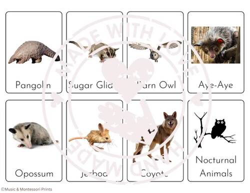 Nocturnal Animals/Montessori 3 Part Cards/Informational Text/Quiz/Activity