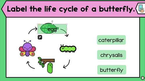 Life Cycles of a Frog, Butterfly, Chicken, Plant No Prep Kindergarten ...