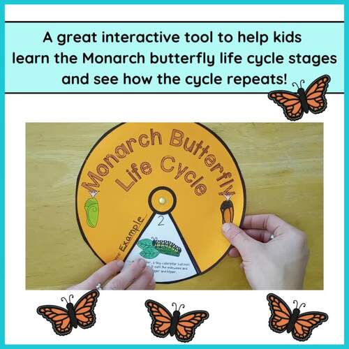 "Life Cycle of a Monarch Butterfly" | A Spinner for a Bug or Insect Unit