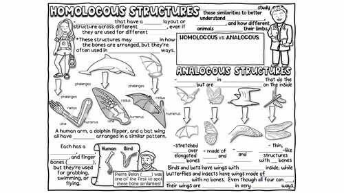 Homologous & Analogous Structures Doodle Notes + Quiz | Comparative Anatomy