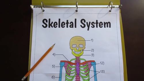 Skeletal System Foldable - Big Foldable for Interactive Notebooks or ...