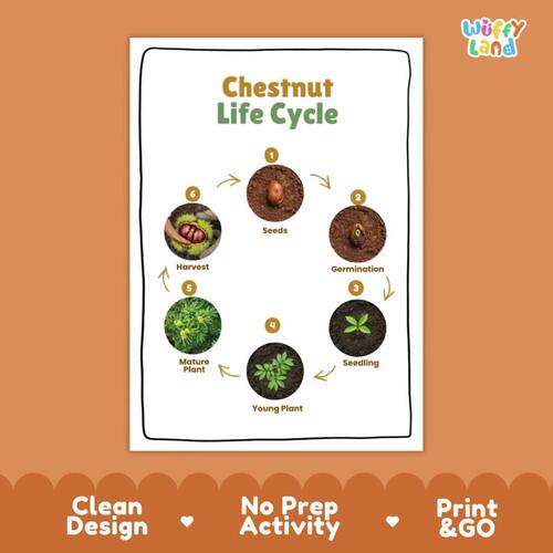 Chestnut Life Cycle Bundle | Nut Growth Stages Poster | Cut and Paste ...