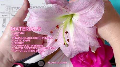 Flower Dissection - Parts of a Flower Worksheets & Diagrams | Editable ...